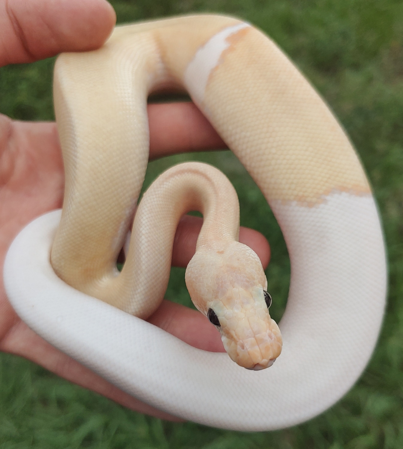 Banana Champagne With A Crazy Ringer! Ball Python by Olympian Exotics ...