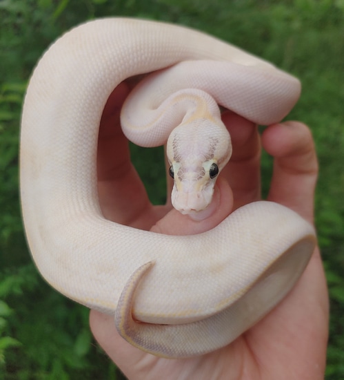 Pastel Ivory Female Ball Python by Olympian Exotics