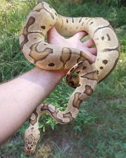 Pastel Blade Clown Ball Python by Olympian Exotics