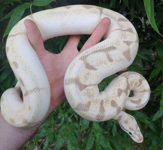 Butter Enchi Spider Vanilla Or Fire Python Ball Python by Olympian Exotics