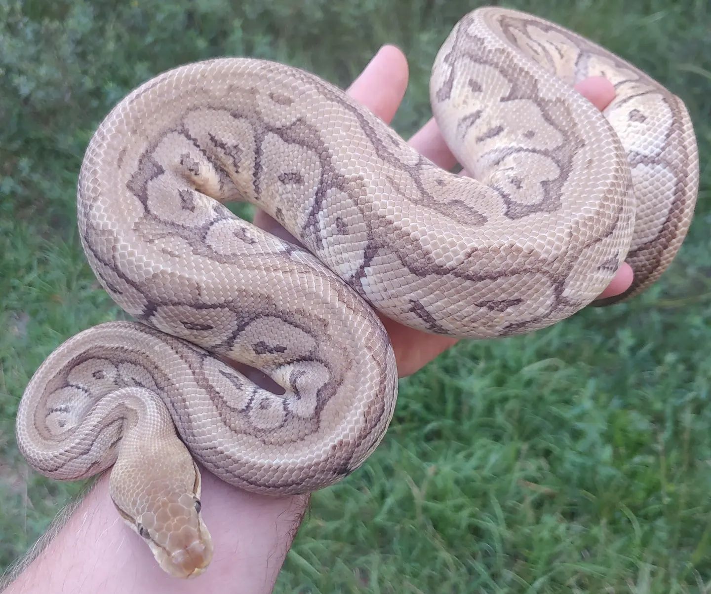 Pastel Mojave Pinstripe Python Ball Python by Olympian Exotics ...