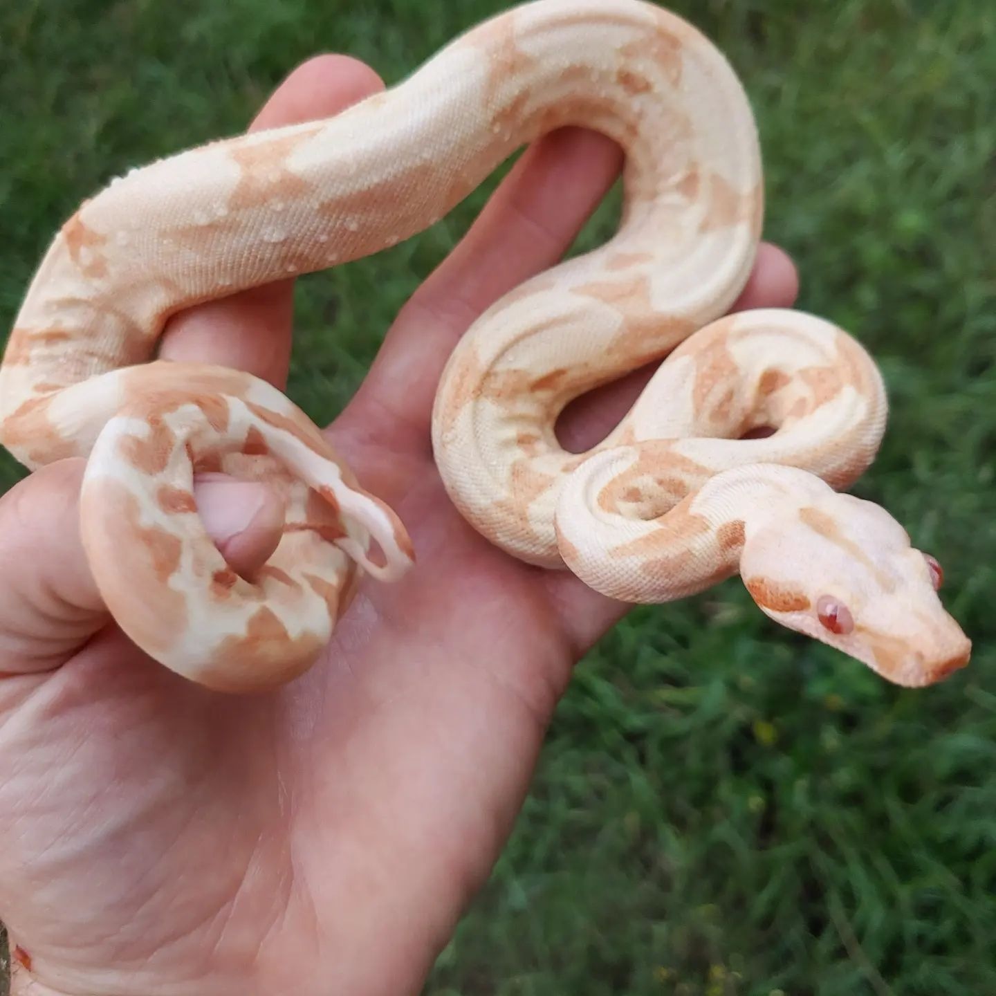 Sunglow Boa Female ~1.5ft Boa Constrictor by Olympian Exotics - MorphMarket