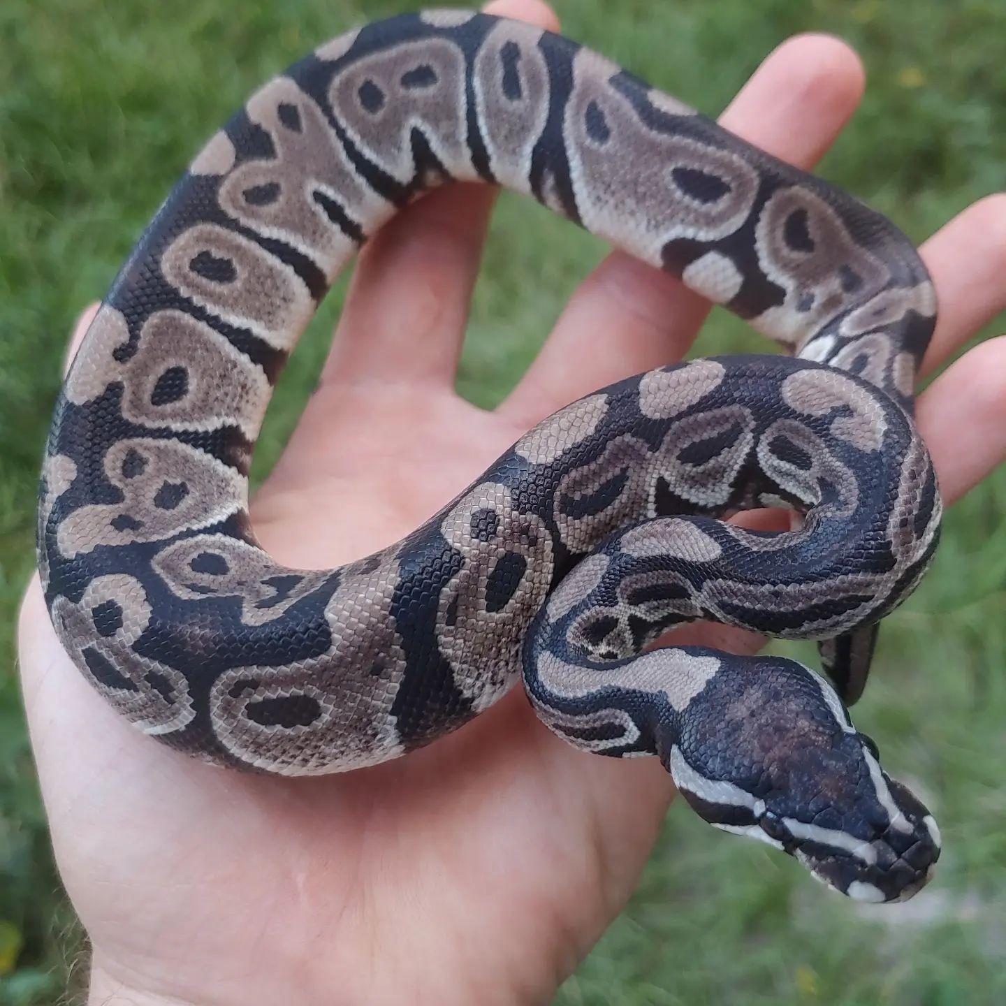 VPI Axanthic Ball Python by Olympian Exotics - MorphMarket