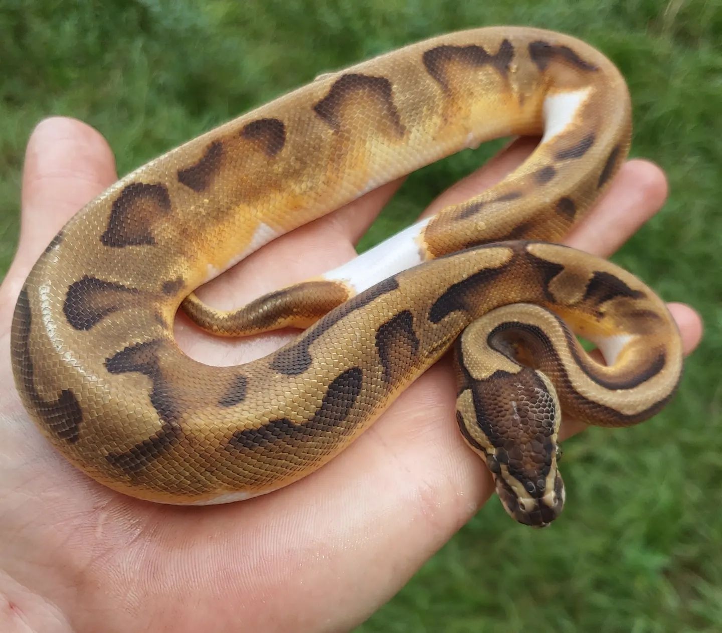 Enchi Pied Ball Python by Olympian Exotics - MorphMarket
