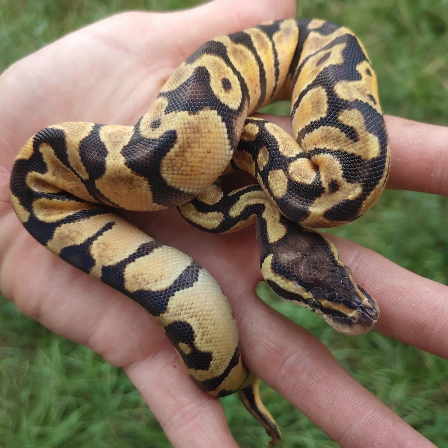 Pastel Enchi 100% Het Orange Ghost Ball Python by Olympian Exotics ...