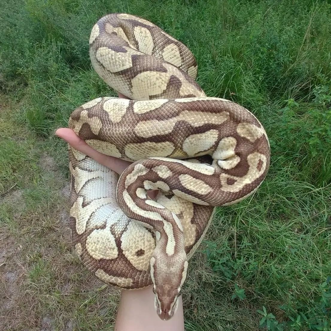 Pastel Lesser Ball Python by Olympian Exotics - MorphMarket