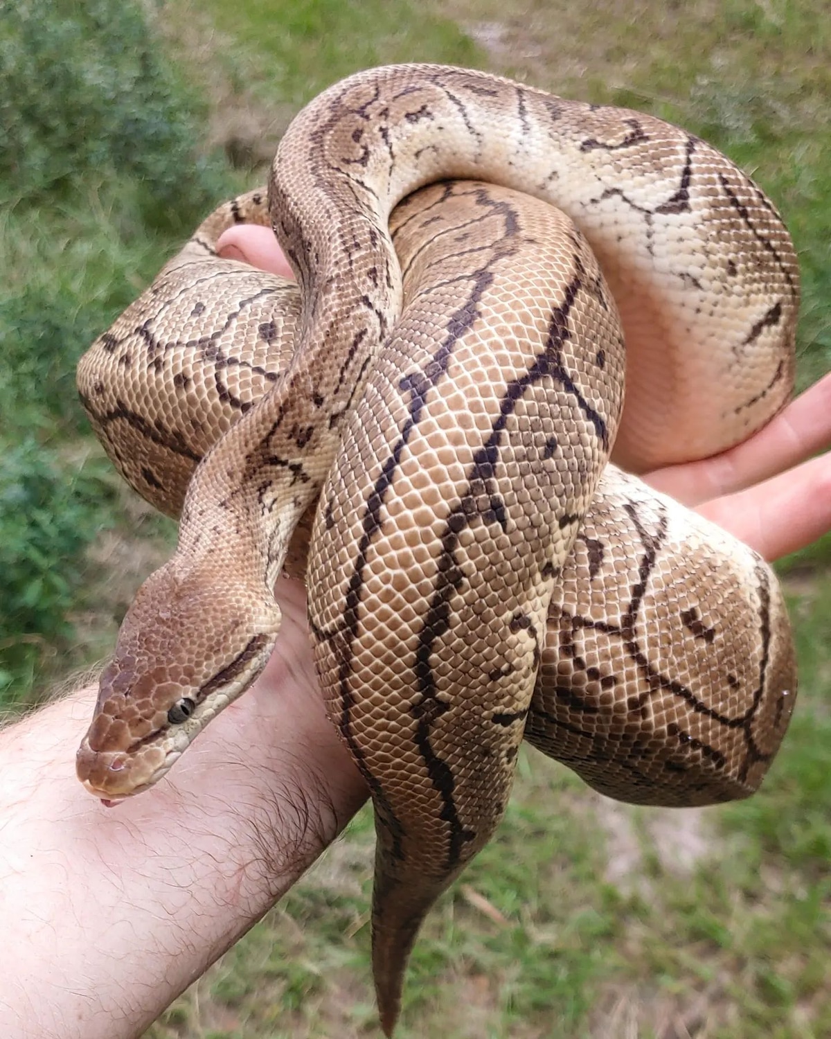 Pastel Pinstripe Adult Female Ball Python by Olympian Exotics - MorphMarket