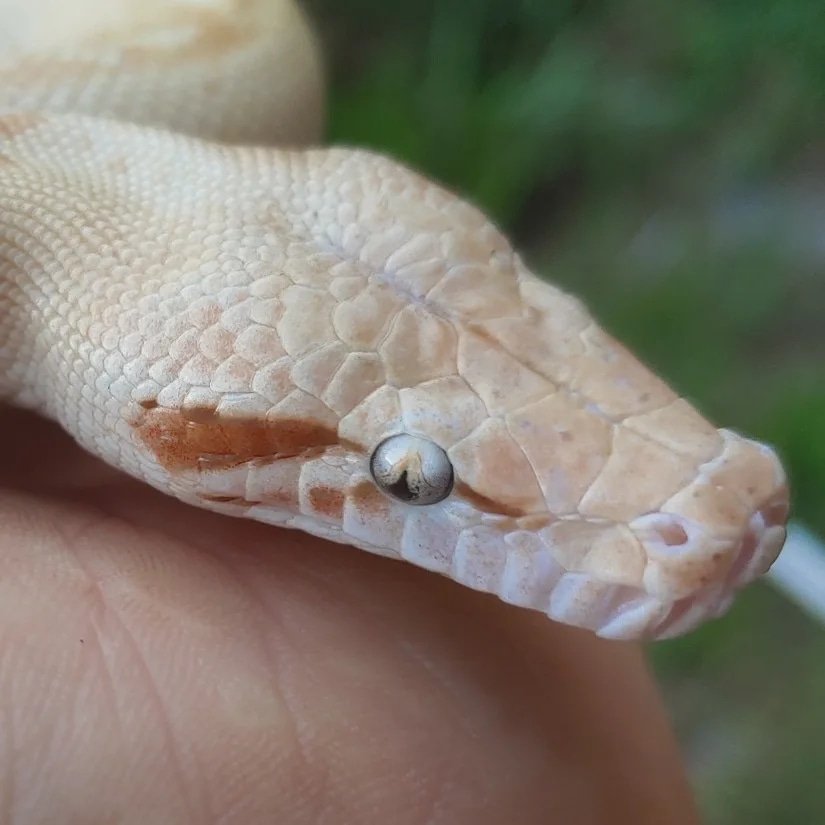 Ivory T Positive Albino 1.5Ft Male Blood Python by Olympian Exotics ...