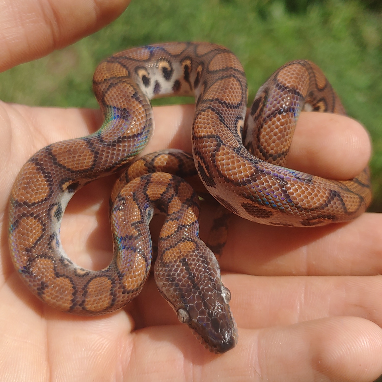 USCBB Brazillian Rainbow Boa Brazilian Rainbow Boa by Olympian Exotics ...