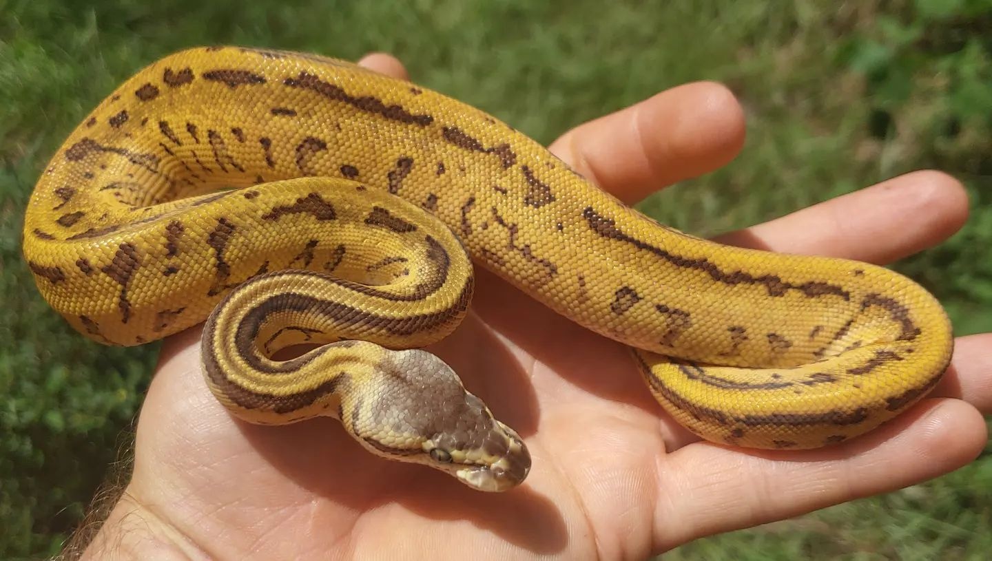 Pastel Leopard Orange Dream Pinstripe Ball Python by Olympian Exotics - MorphMarket