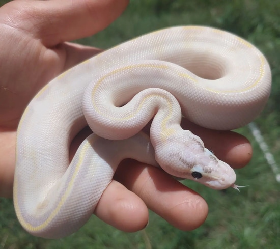 Pastel Ivory Ball Python by Olympian Exotics