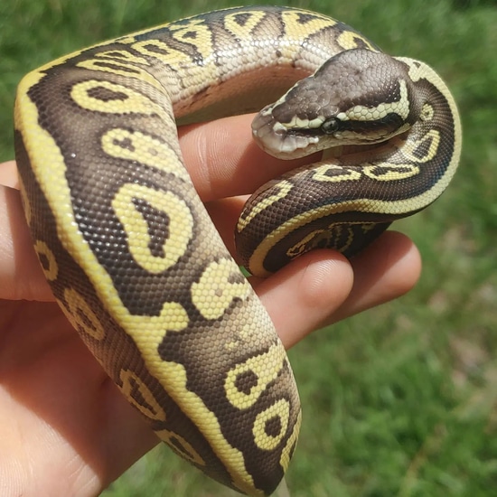 Pastel Lesser Leopard Ball Python by Olympian Exotics