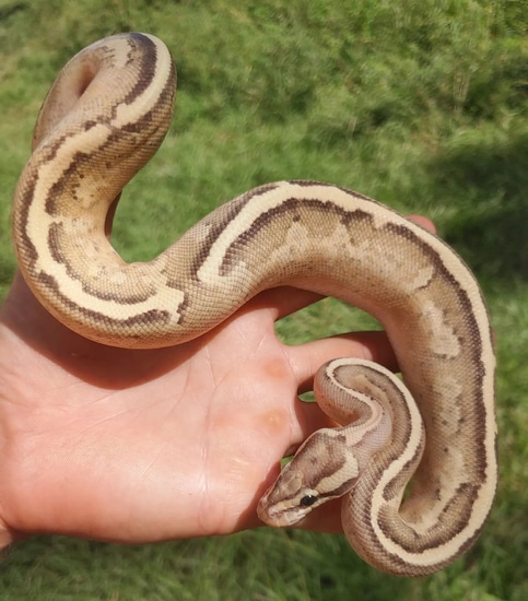 Disco Fire Ball Python by Olympian Exotics