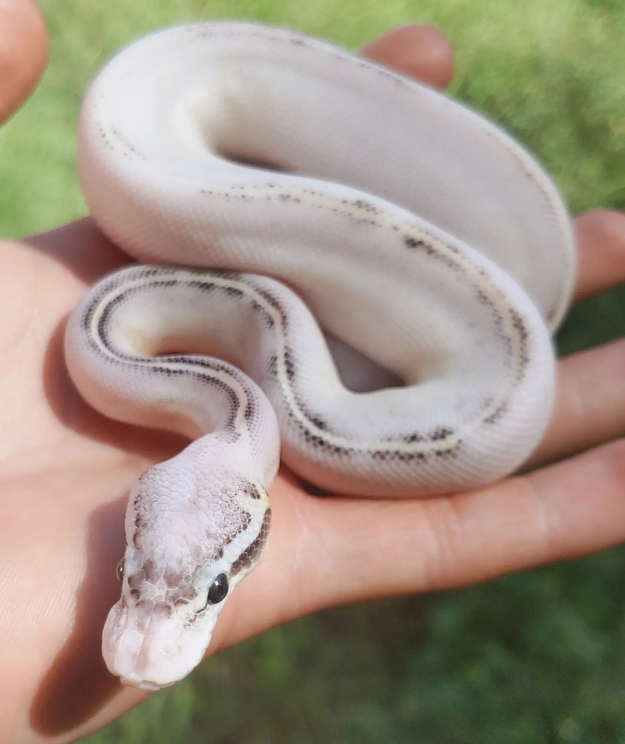 Pastel Cinnamon Highway Ball Python by Olympian Exotics - MorphMarket