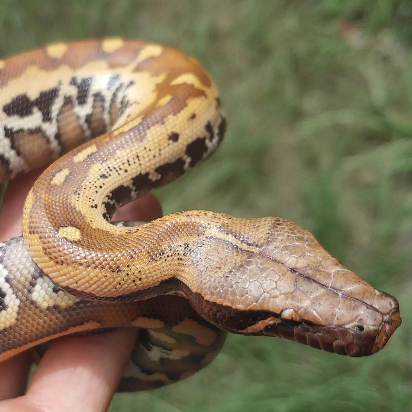 Matrix 100% Het T Positive Albino ~1FT Blood Python by Olympian Exotics ...