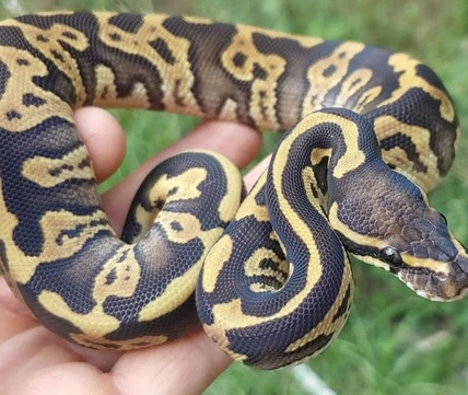 Puma Ball Python by Olympian Exotics - MorphMarket