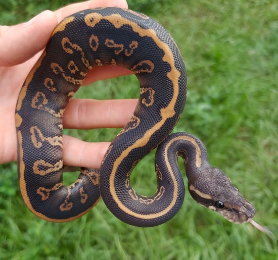 Black Pastel Mojave Acid Ball Python by Olympian Exotics