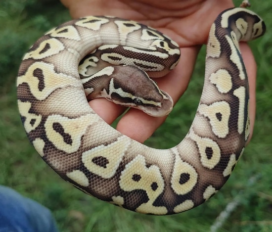 Pastel Lesser 100% Het Albino Ball Python by Olympian Exotics