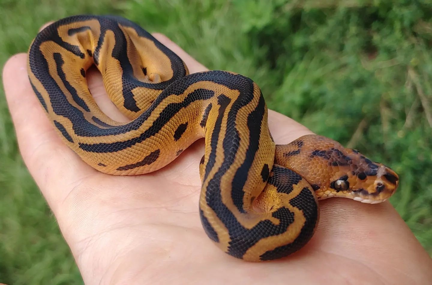 Orange Dream Leopard Clown Ball Python by Olympian Exotics - MorphMarket