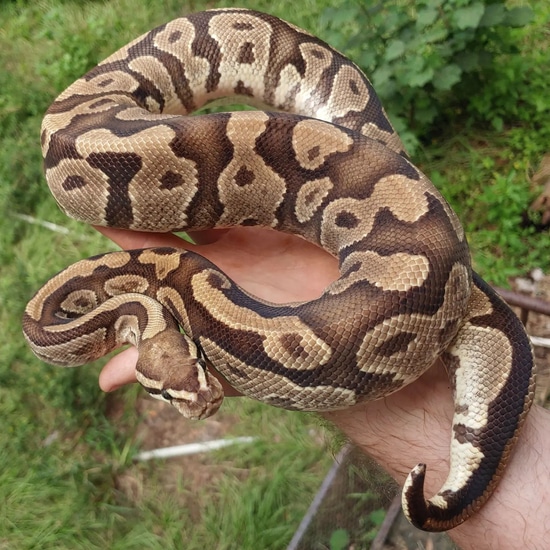 Brite Ball Python by Olympian Exotics