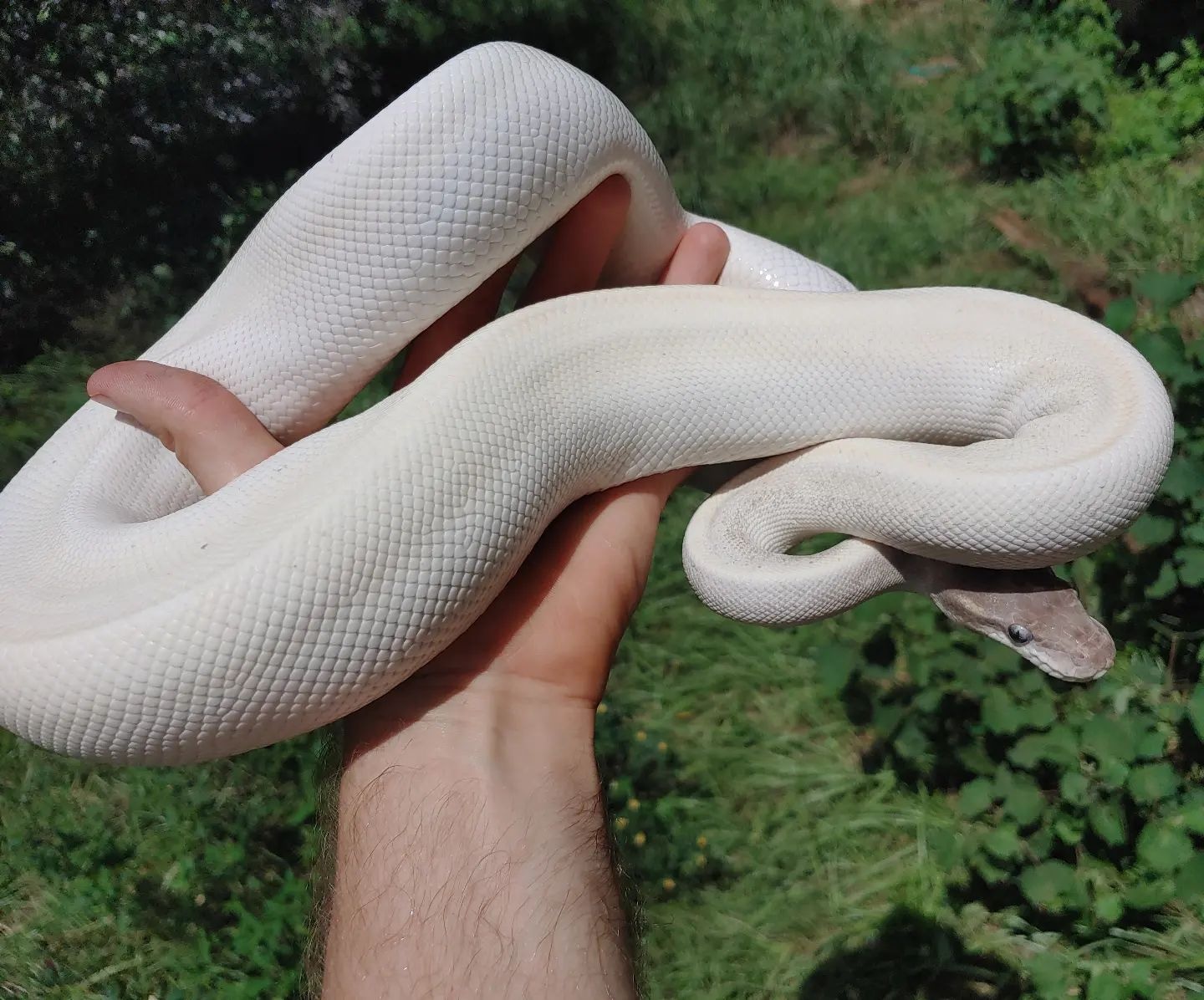 Super Mojave Ball Python by Olympian Exotics - MorphMarket