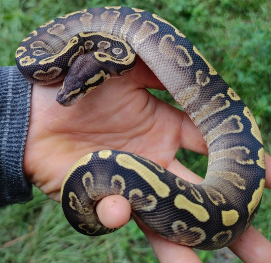 GHI Mystic Ball Python by Olympian Exotics