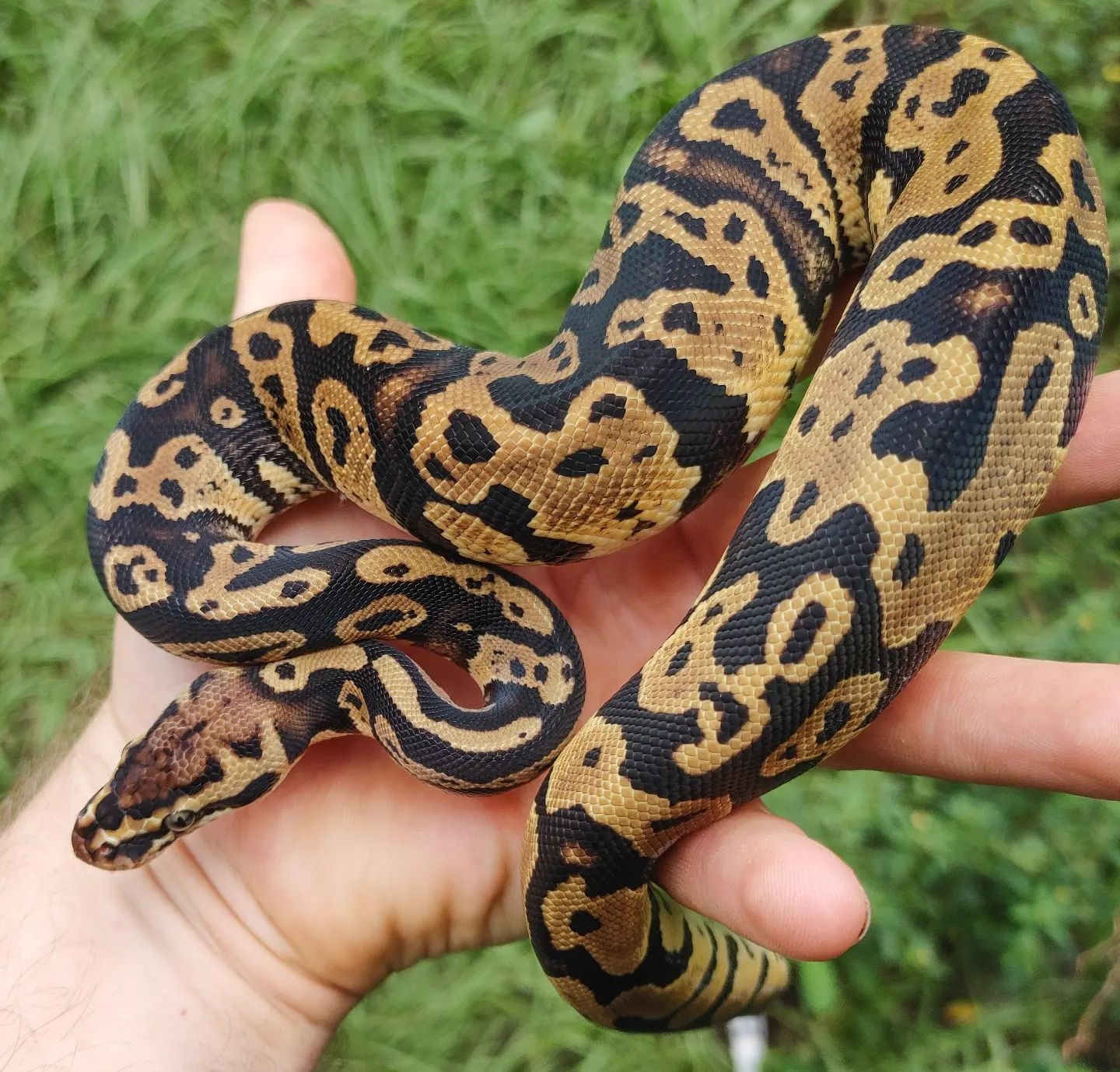 Pastel Acid Ball Python by Olympian Exotics - MorphMarket
