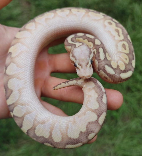 Pastel Lesser Orange Dream Calico 100% Het Clown Ball Python by ...