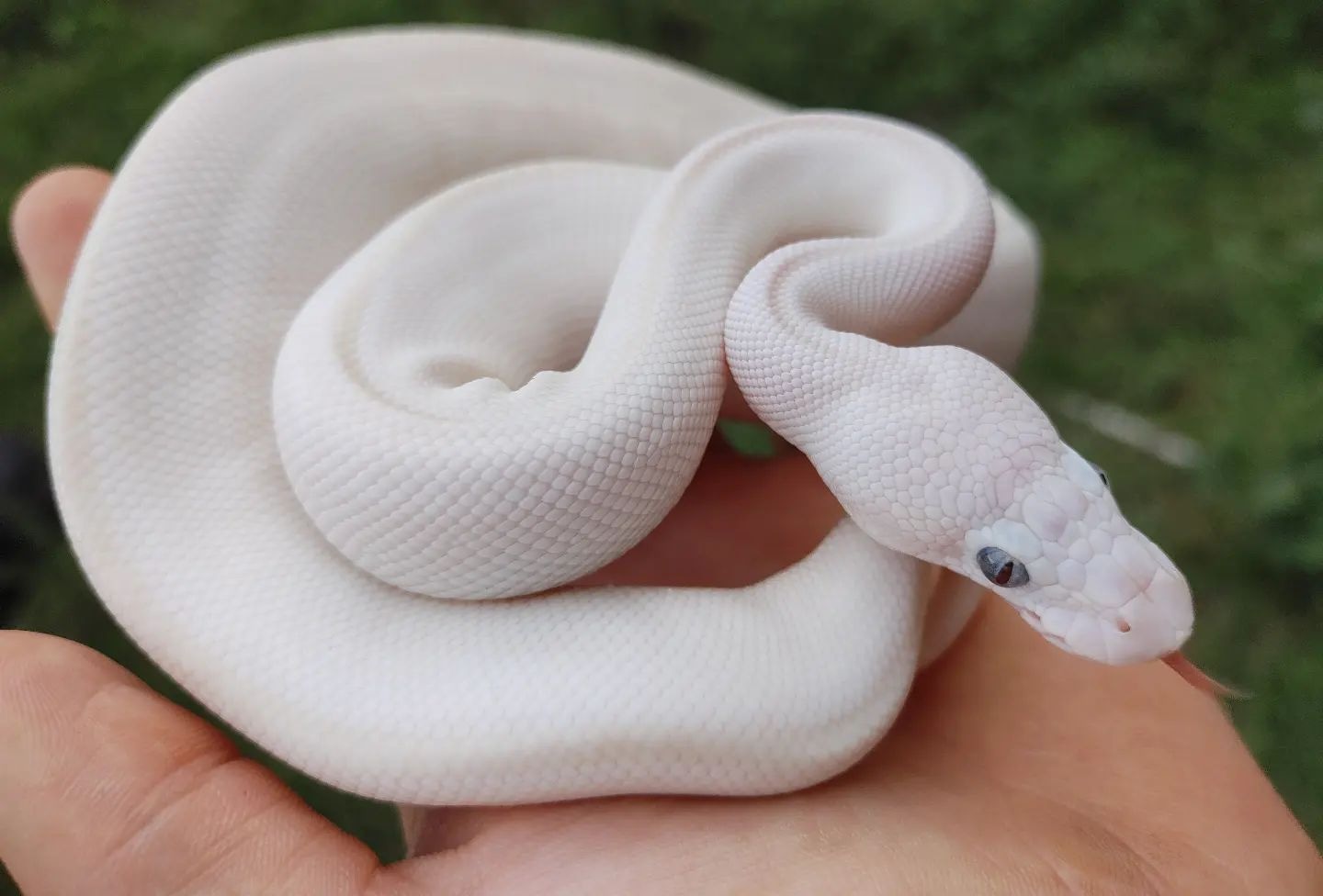 Butter Mojave Possible Enchi Calico Ball Python by Olympian Exotics - MorphMarket