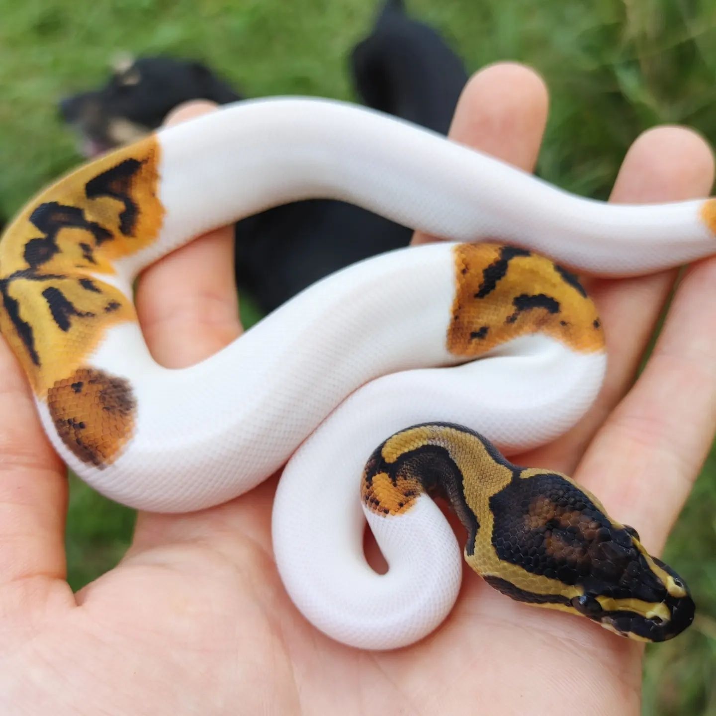 Medium White Pied Ball Python by Olympian Exotics - MorphMarket