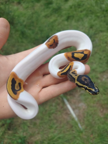 High White Pied Ball Python by Olympian Exotics