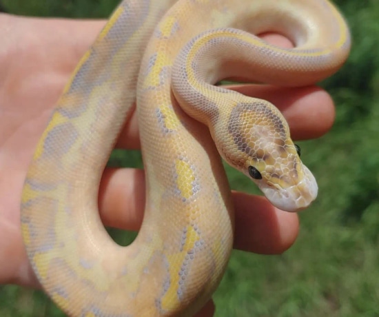 High Expression Ivory Leopard Ball Python by Olympian Exotics