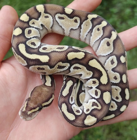 Lesser Yellowbelly 100% DH VPI Axanthic Albino Ball Python by Olympian ...