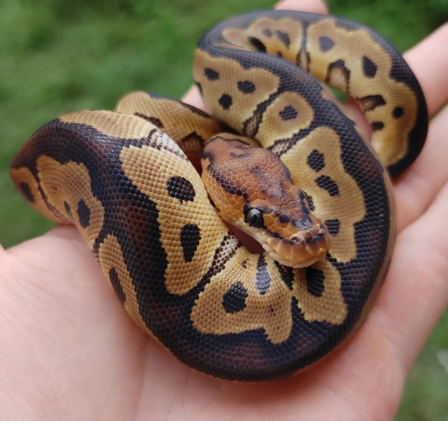 Clown Possible Orange Dream Ball Python by Olympian Exotics - MorphMarket