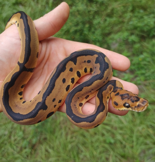 Leopard Clown Possible OD Ball Python by Olympian Exotics