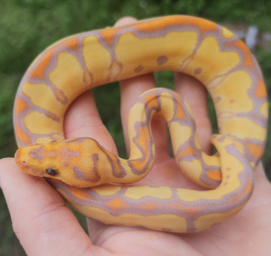 Banana Blade Clown Female Ball Python by Olympian Exotics
