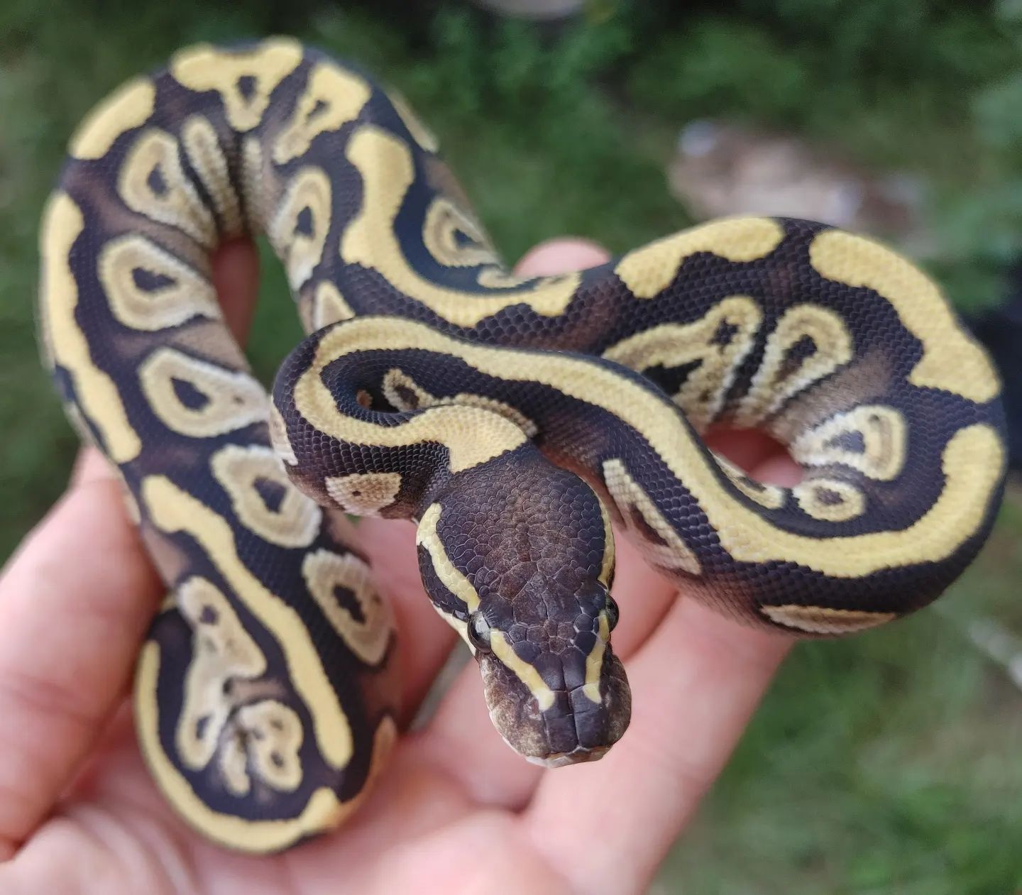 A+ Mojave Male 106g Ball Python by Olympian Exotics - MorphMarket