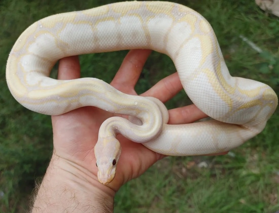 Super Banana Black Pastel Spider Ball Python by Olympian Exotics