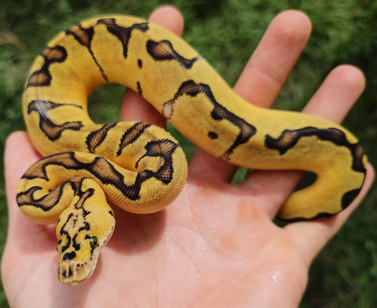 Pastel Enchi Blade Clown Ball Python by Olympian Exotics