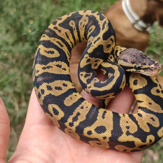 Pastel Acid Ball Python by Olympian Exotics
