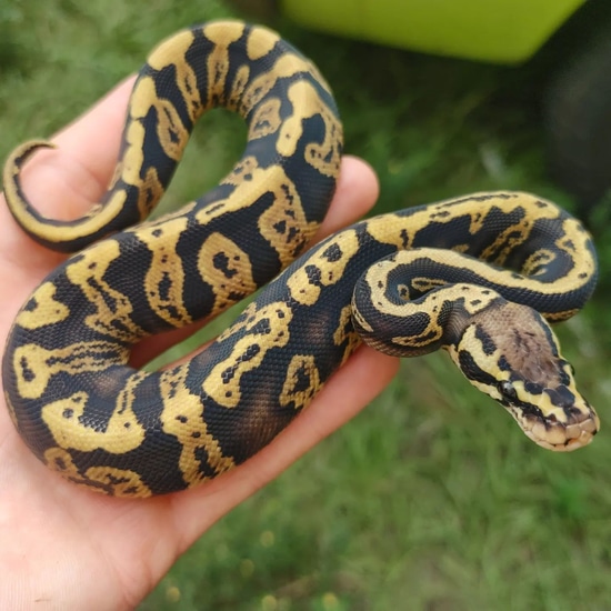 Pastel Acid GHI Ball Python by Olympian Exotics