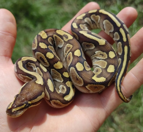 Lesser Ball Python by Olympian Exotics