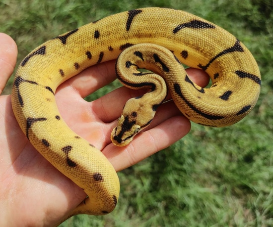 Super Orange Dream Leopard Spider Ball Python by Olympian Exotics