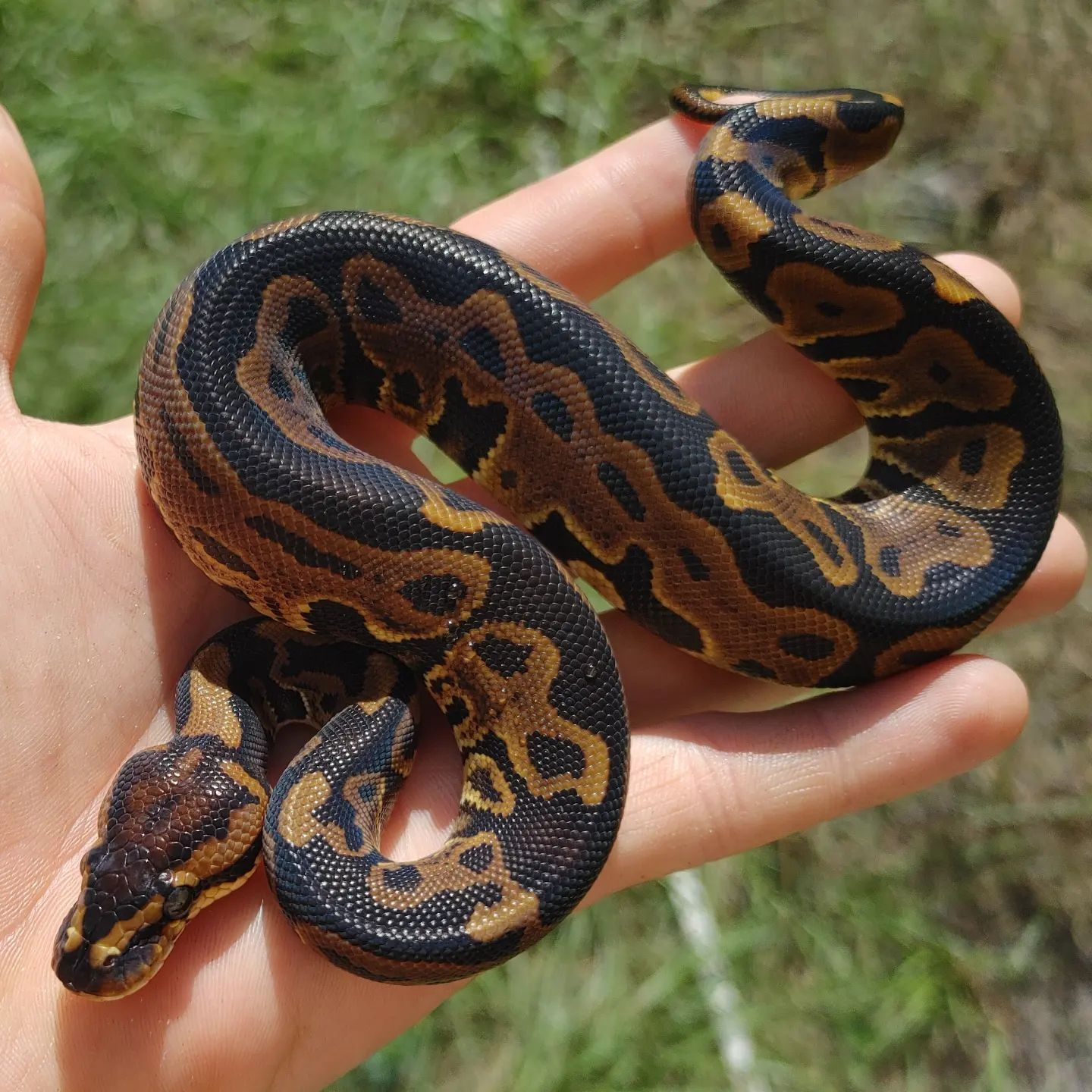 Leopard 100% Het Clown Ball Python by Olympian Exotics - MorphMarket
