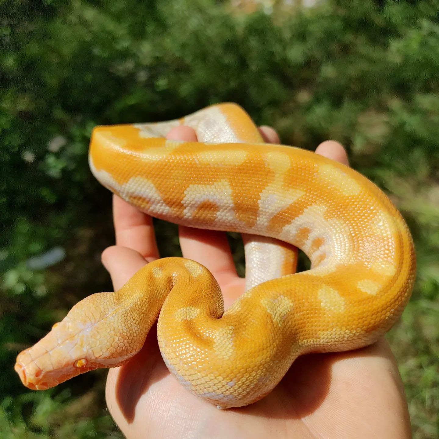 T Negative Albino Matrix Blood Python ~1.5FT by Olympian Exotics ...