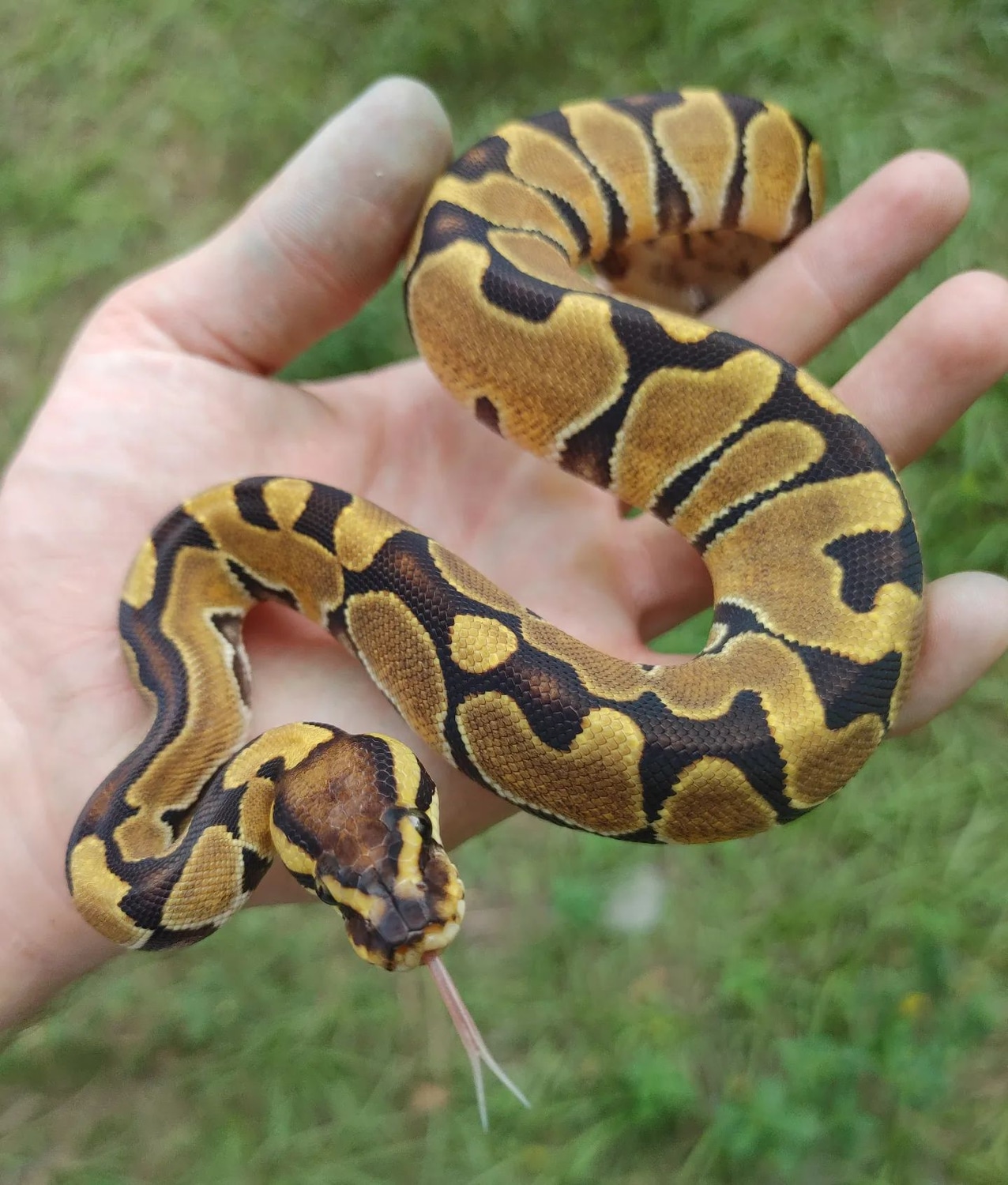 Enchi Ball Python by Olympian Exotics - MorphMarket