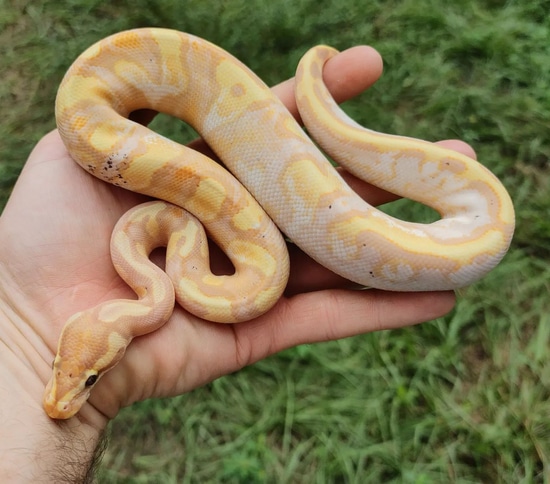 Banana Enchi Calico Yellowbelly Ball Python by Olympian Exotics