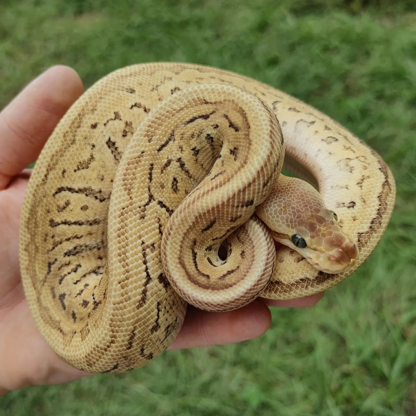 Pastel Mojave Pinstripe Yellowbelly Ball Python by Olympian Exotics ...