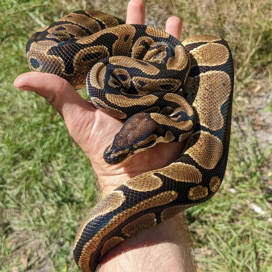 Normal Ball Python by Olympian Exotics