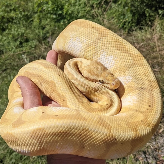 Banana Enchi Spotnose Ball Python by Olympian Exotics